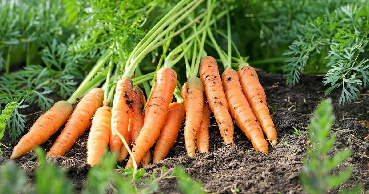 Health Benefits of Carrots & Carrot Juice | Nutrition Guide 1