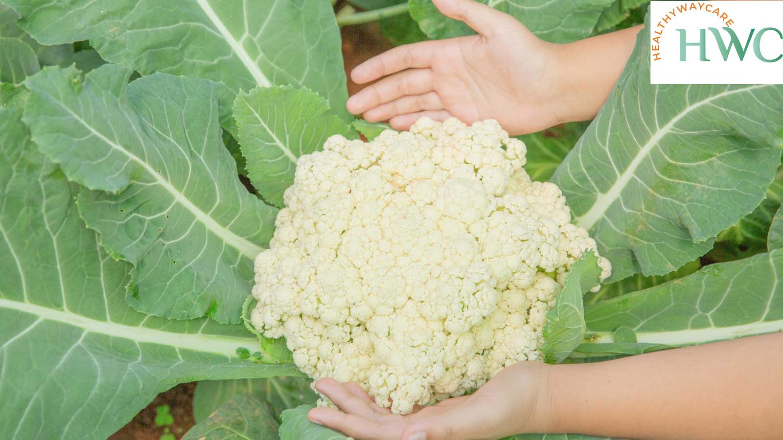 Cauliflower Health Benefits for Gut, Weight Loss, and Heart Health