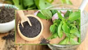 Sabja Seeds Benefits, Nutrition & How to Use Them Safely